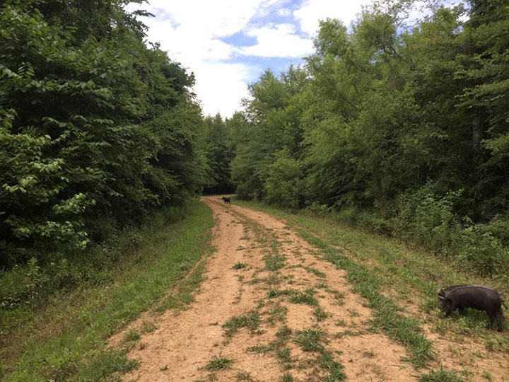 Photo Gallery | Gum Log Plantation