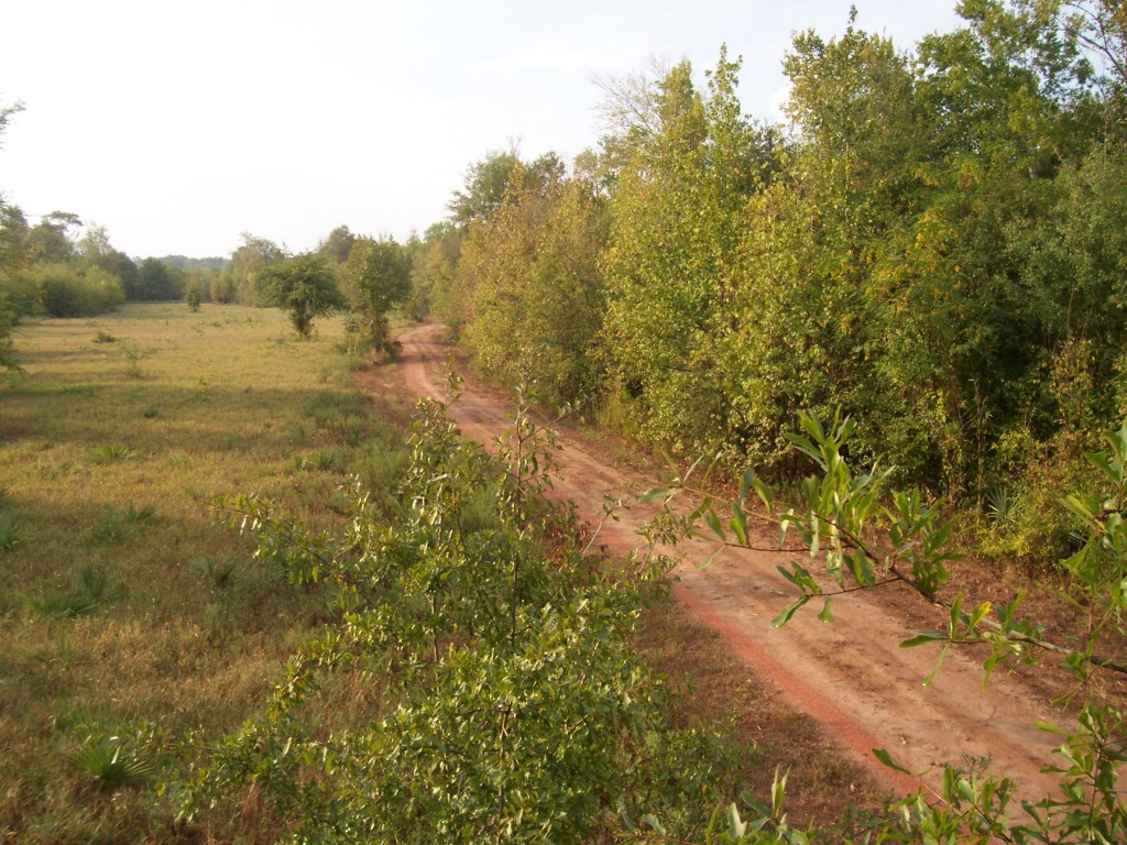 130_3876 | Gum Log Plantation