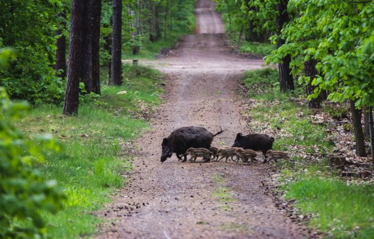 Hog Hunting Tips For The New Hunter | Gum Log Plantation